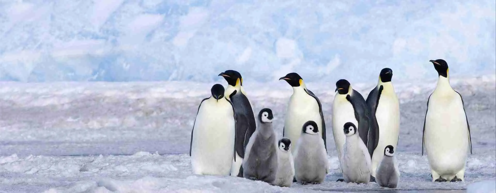 Emperor Penguins | Penguins International