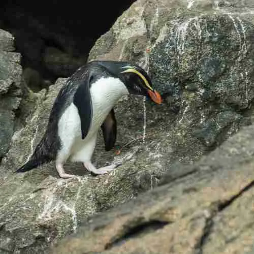 Macaroni Penguins | Penguins International