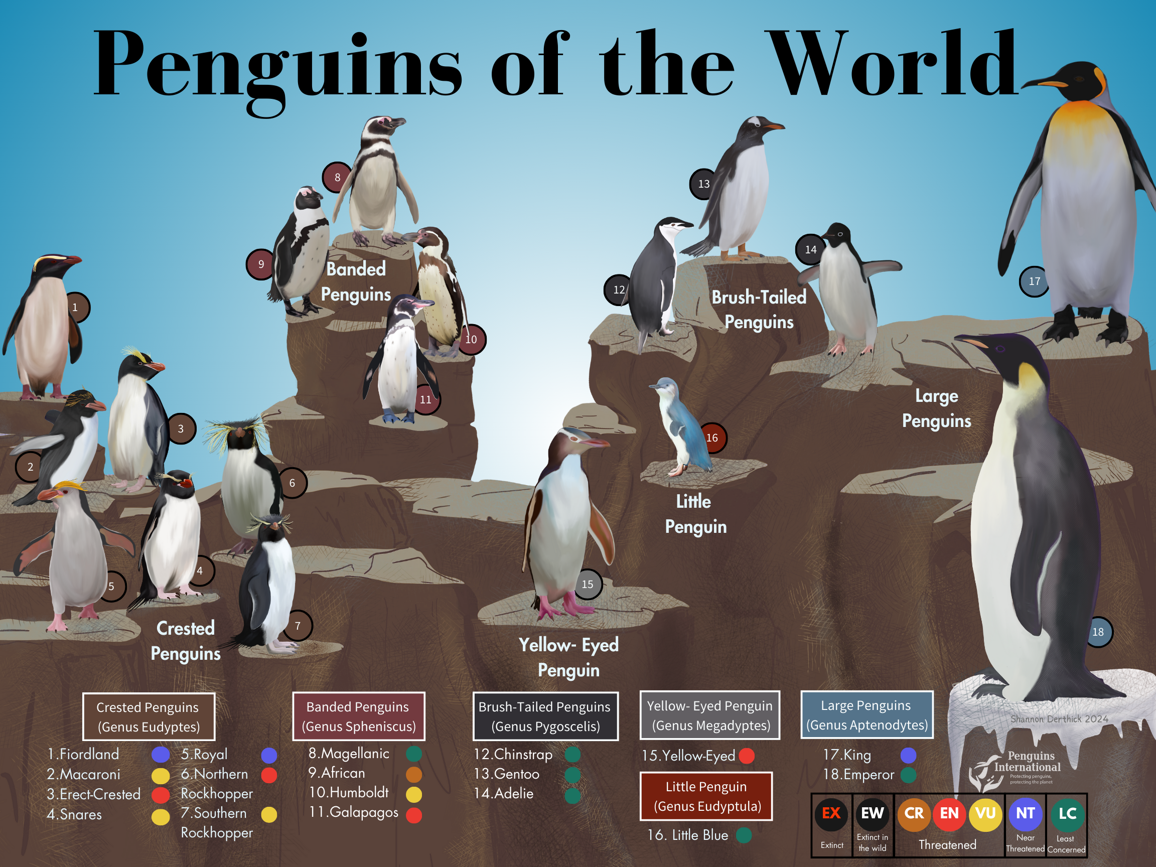 Penguin Species | Penguins International